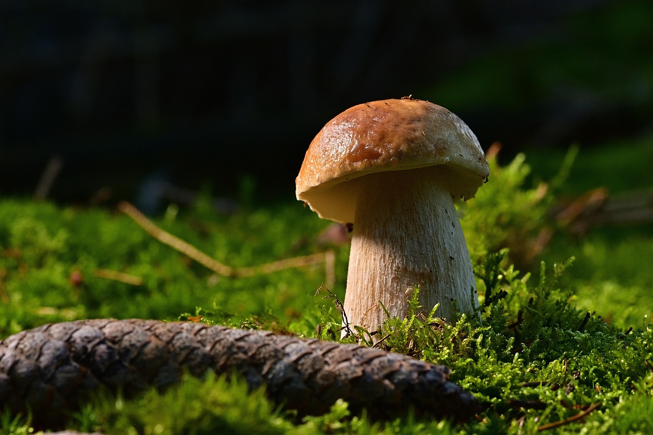 Champignon Champignons Forêt - Photo gratuite sur Pixabay - Pixabay