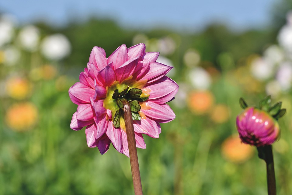 Dahlia Bourgeon Fleur - Photo gratuite sur Pixabay - Pixabay