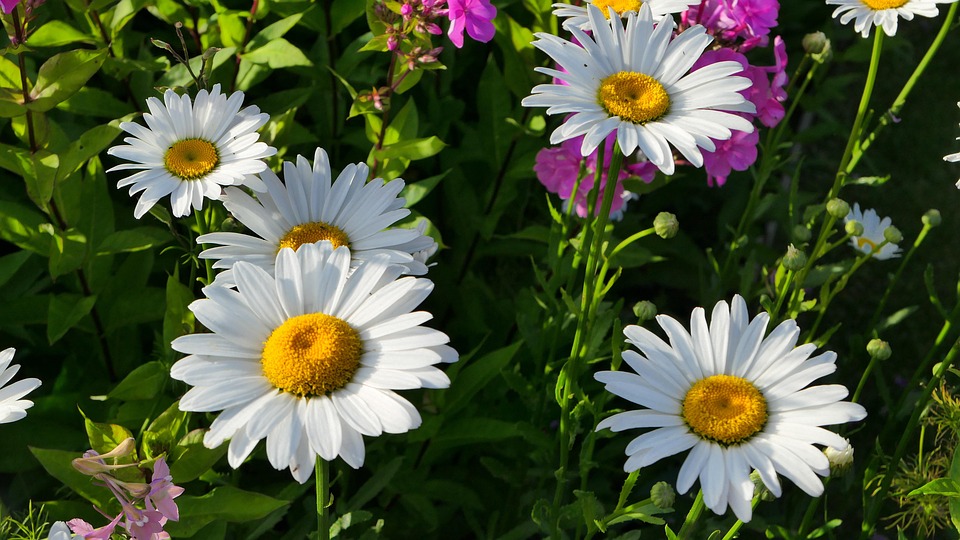 Flowers Petals Chamomile - Free photo on Pixabay - Pixabay