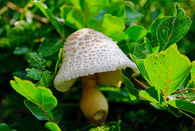 Mushroom Toadstool Fungus - Free photo on Pixabay - Pixabay