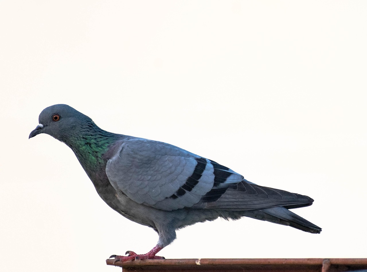 Paloma Pájaro Animal - Foto gratis en Pixabay - Pixabay