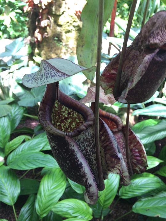 Pitcher Plant Flowers - Free photo on Pixabay - Pixabay