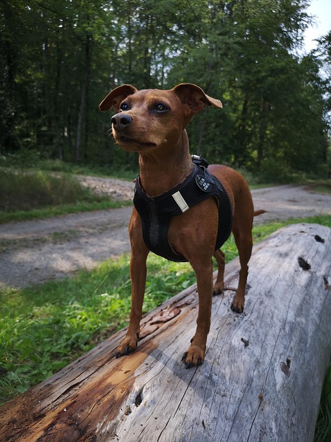 Pinscher Nain Chien Animal - Photo gratuite sur Pixabay - Pixabay
