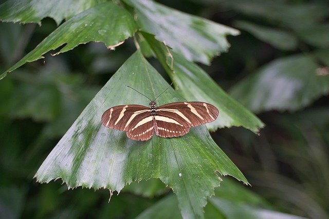 Mariposa Zebra Longwing Insecto - Foto gratis en Pixabay - Pixabay