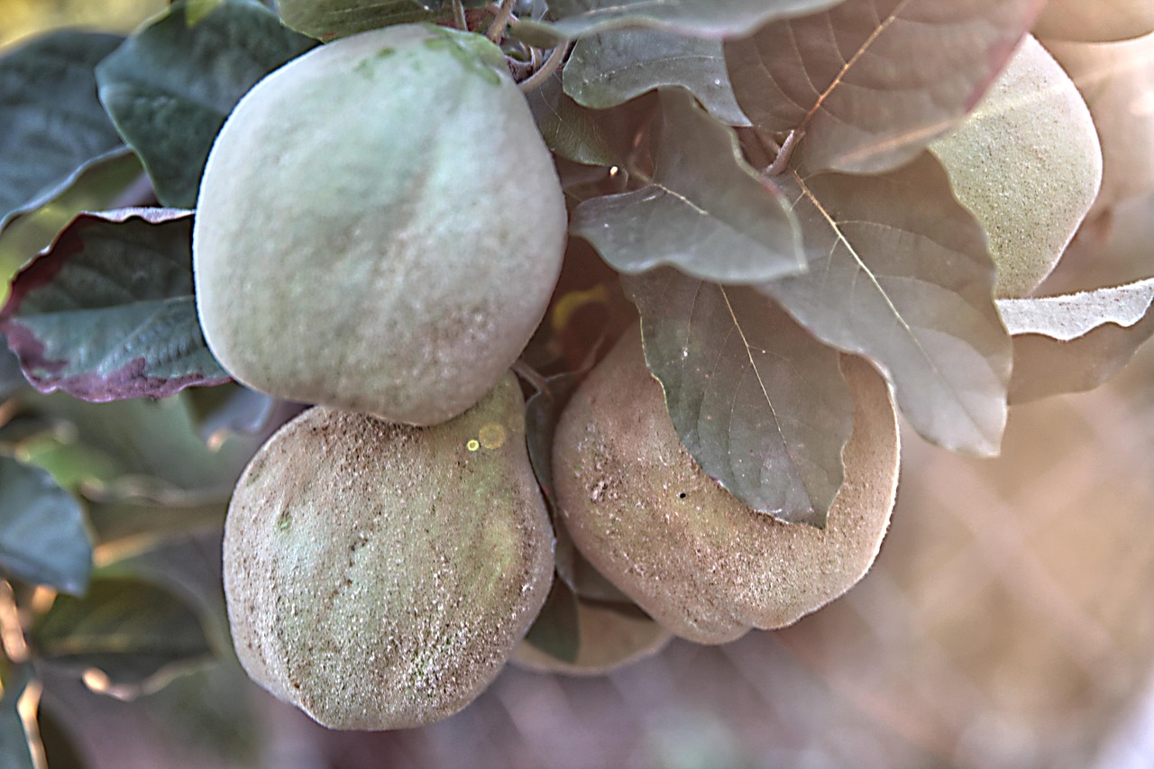 Membrillo Fruta El Verano - Foto gratis en Pixabay - Pixabay