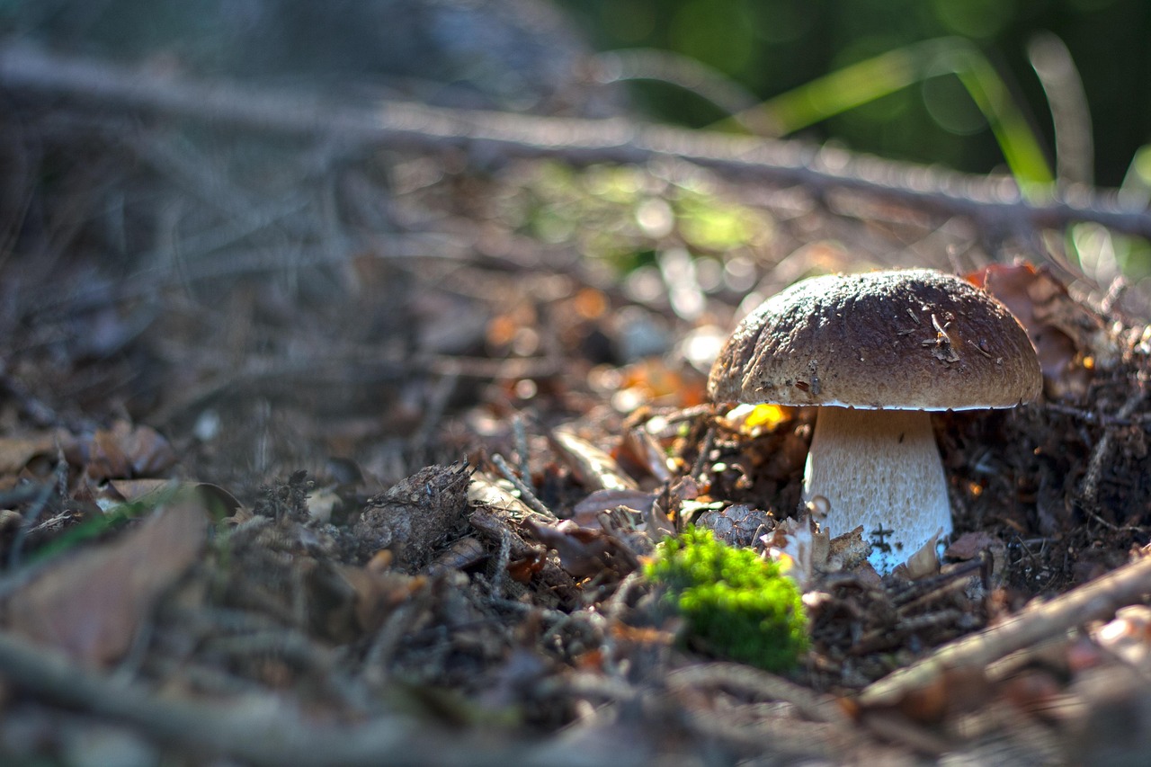 Bolet Champignon Champignons - Photo gratuite sur Pixabay - Pixabay