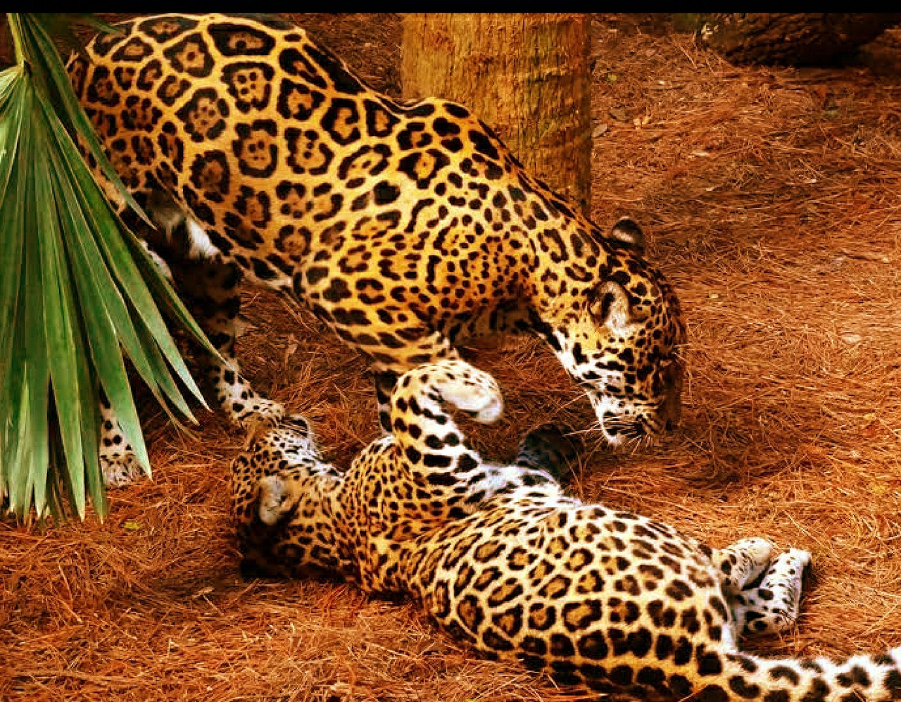 Leopardos Jogando Selvagem Selva - Foto gratuita no Pixabay - Pixabay
