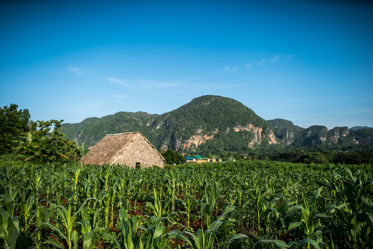 Farm Plantation Tobacco - Free photo on Pixabay