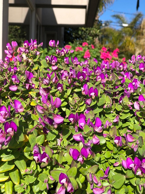 Mauve Fleurs Bloom - Photo gratuite sur Pixabay - Pixabay