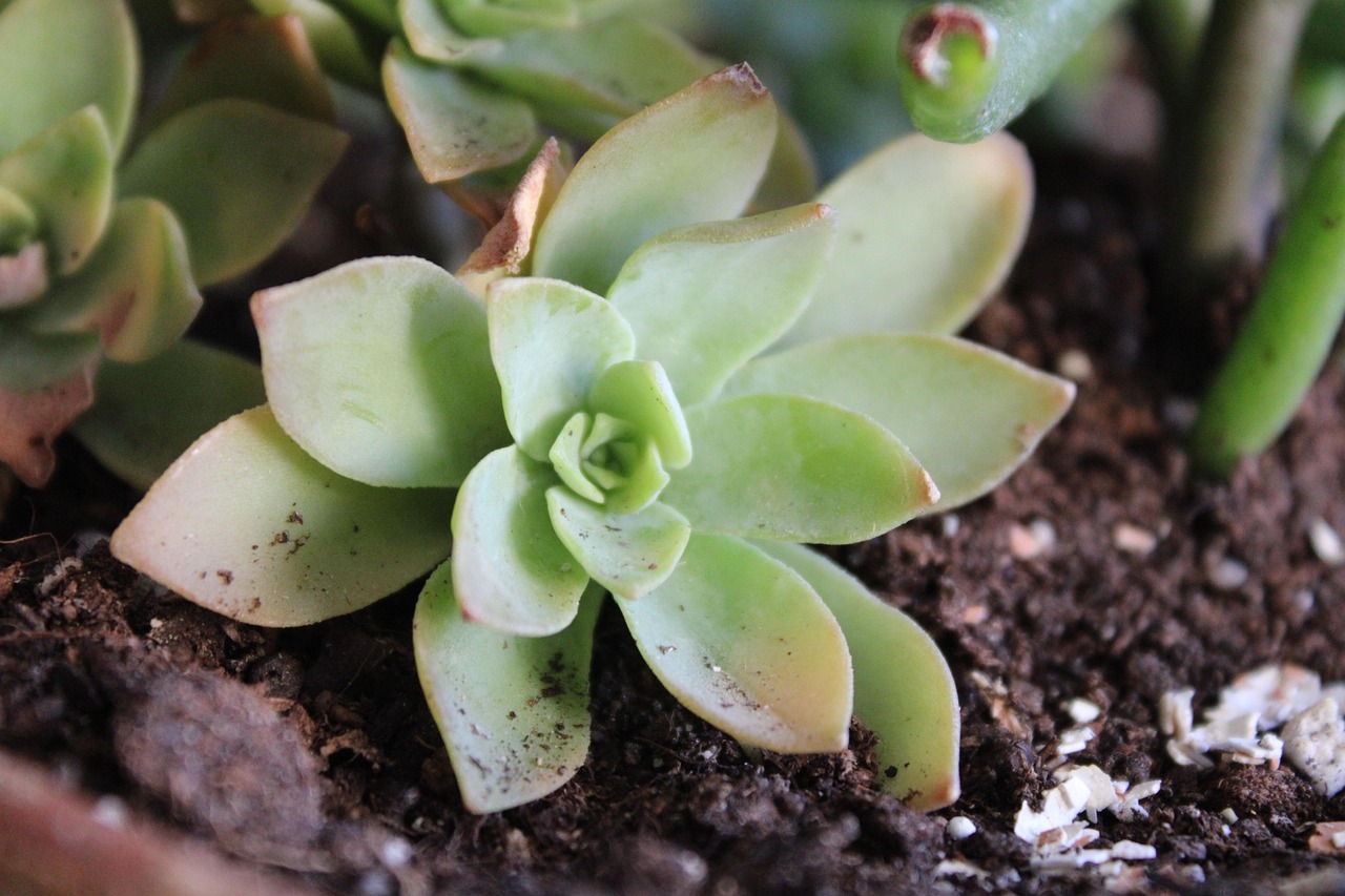 Suculentas Sempervivum Tectorum - Foto gratis en Pixabay - Pixabay