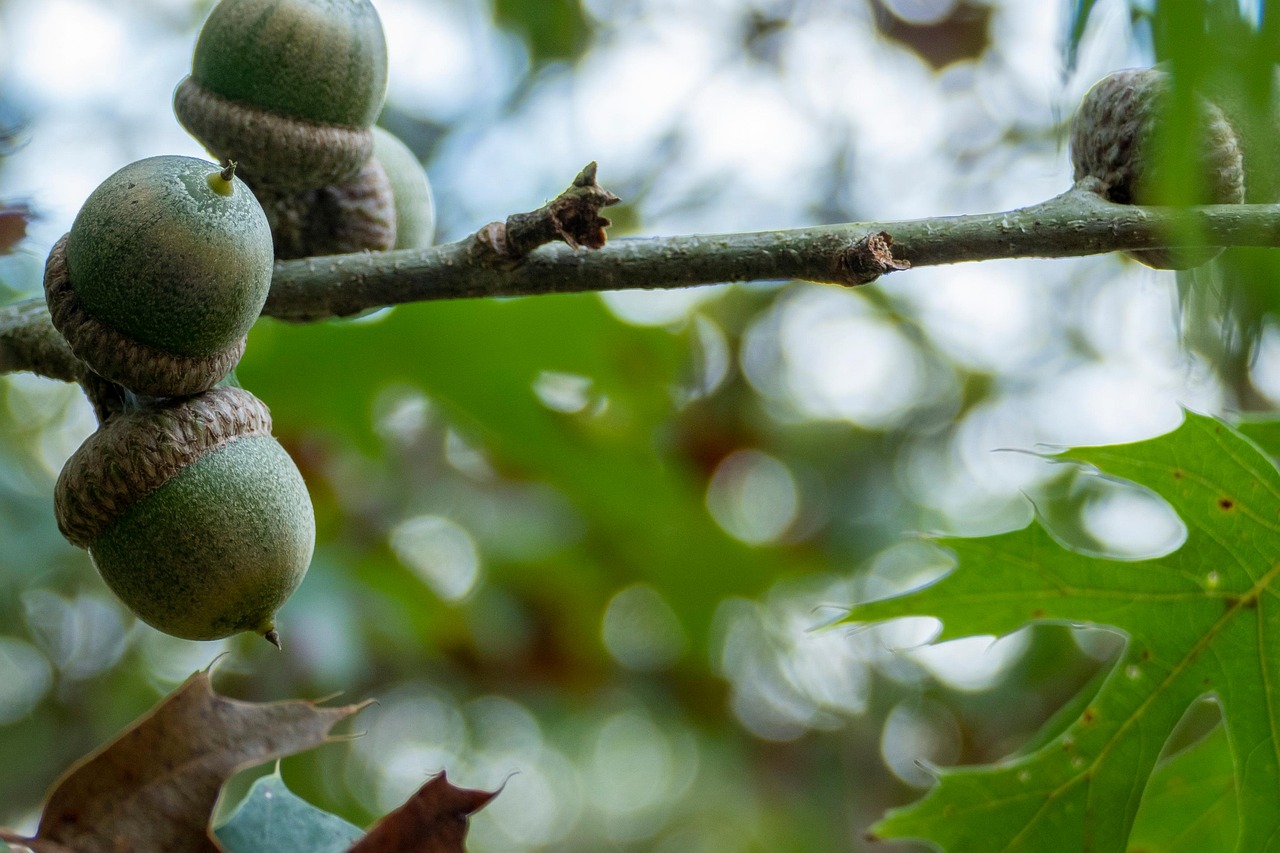 Nozes Árvore Filiais - Foto gratuita no Pixabay - Pixabay
