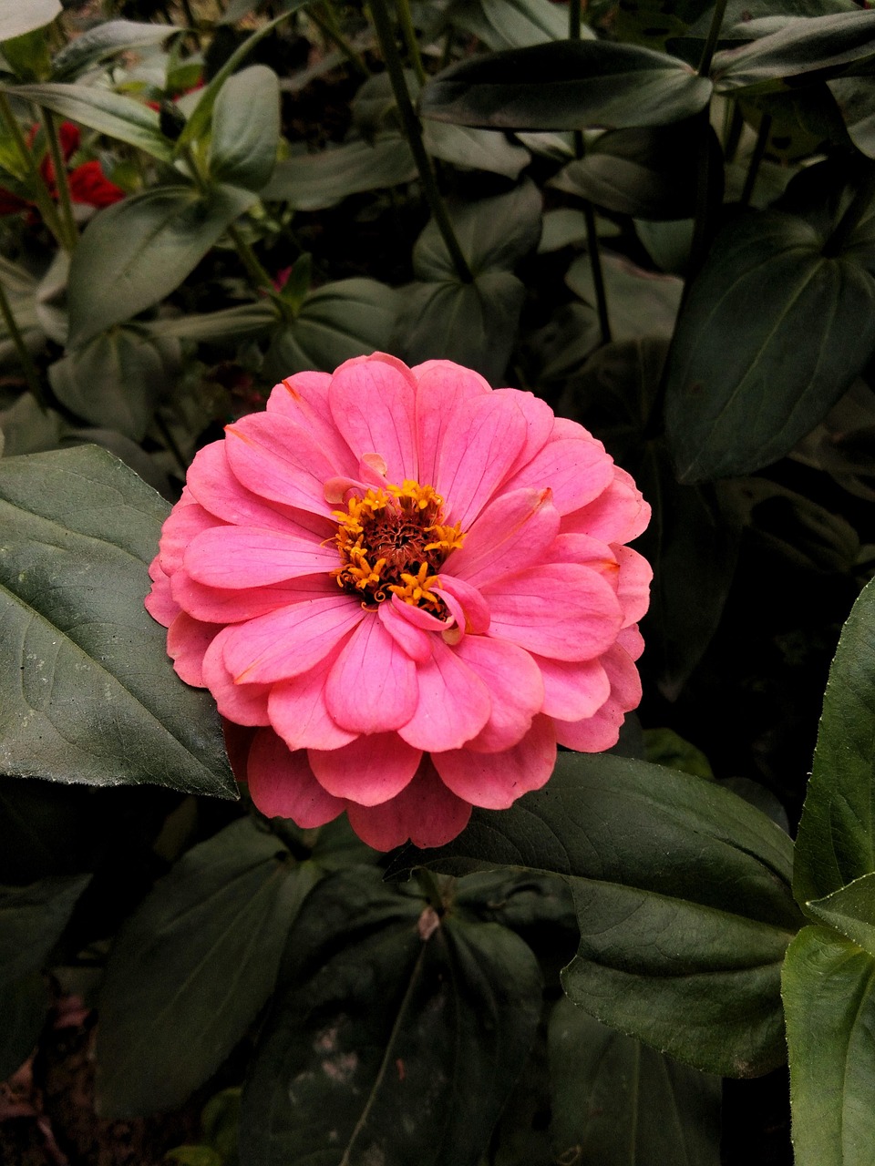 Flower Pink Bloom - Free photo on Pixabay - Pixabay