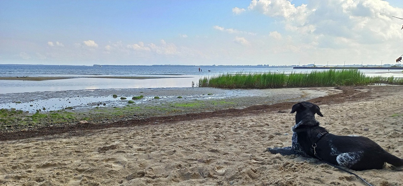 Dog Beach - Free photo on Pixabay - Pixabay
