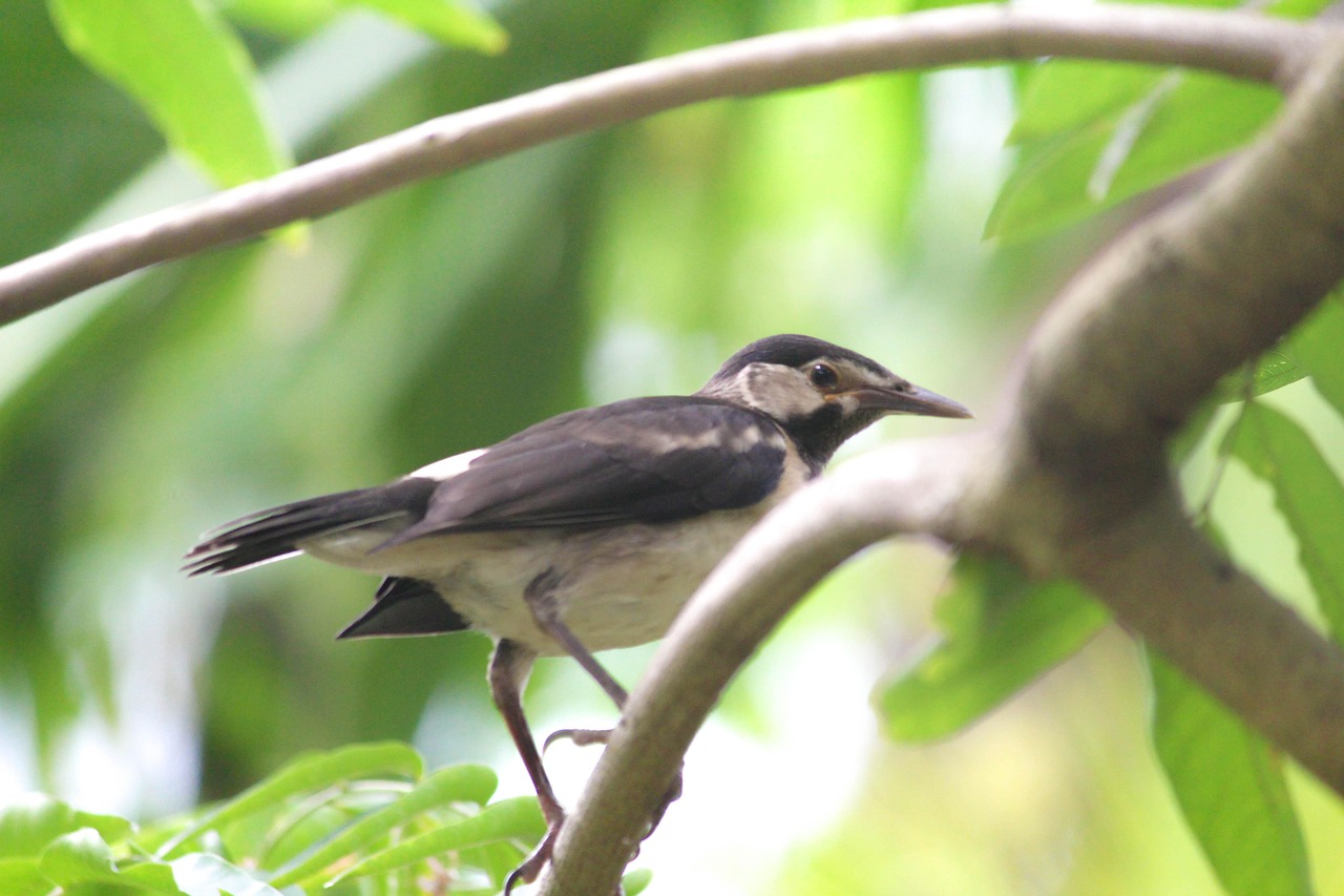 Pied Myna Des Oiseaux Animal - Photo gratuite sur Pixabay - Pixabay