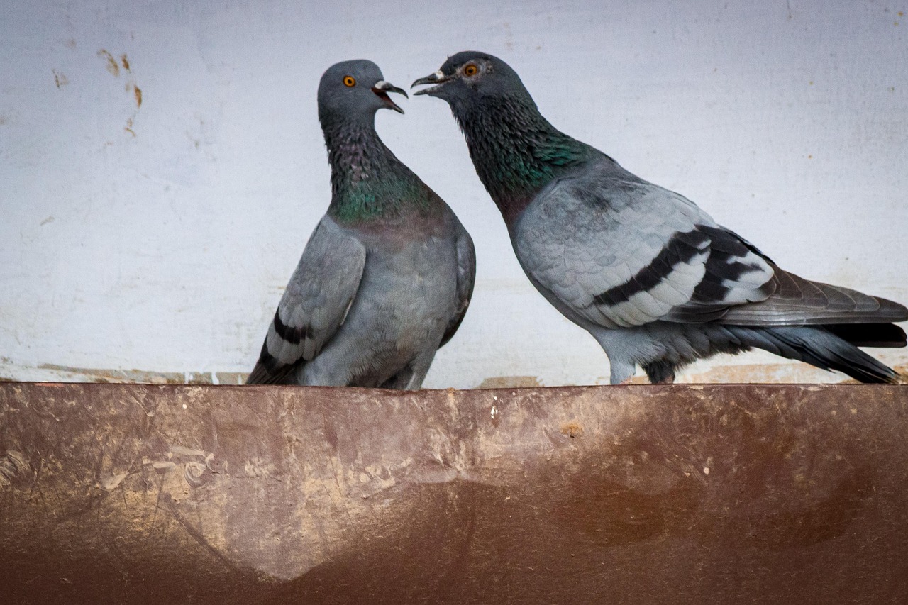 Taube Liebe Indien Natürliche - Kostenloses Foto auf Pixabay - Pixabay