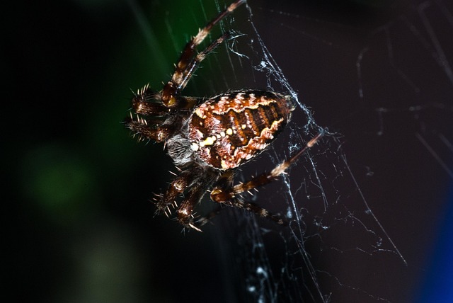 Spider Macro Web Close - Free photo on Pixabay - Pixabay