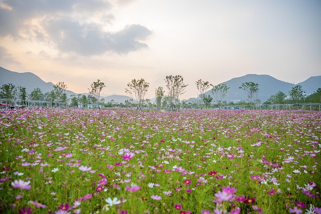 Fleurs Prairie Champ De Sur - Photo gratuite sur Pixabay - Pixabay