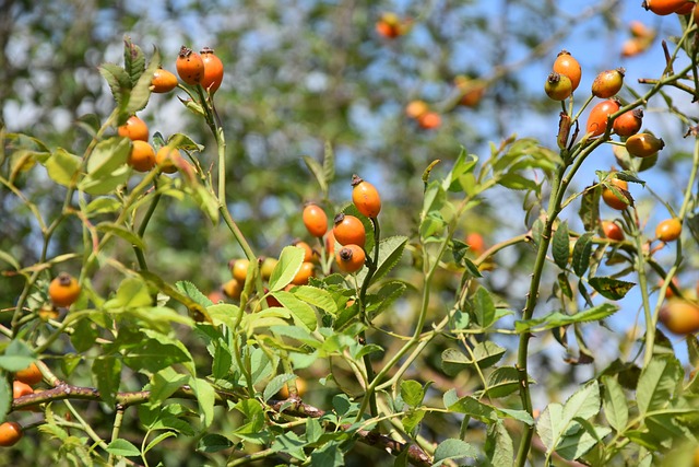Rosa Mosqueta Frutas Árvore Haw - Foto gratuita no Pixabay - Pixabay