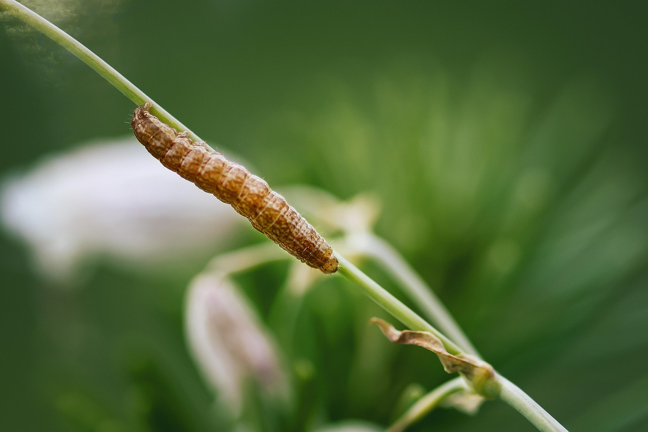 Oruga Insecto Larva De La - Foto gratis en Pixabay - Pixabay