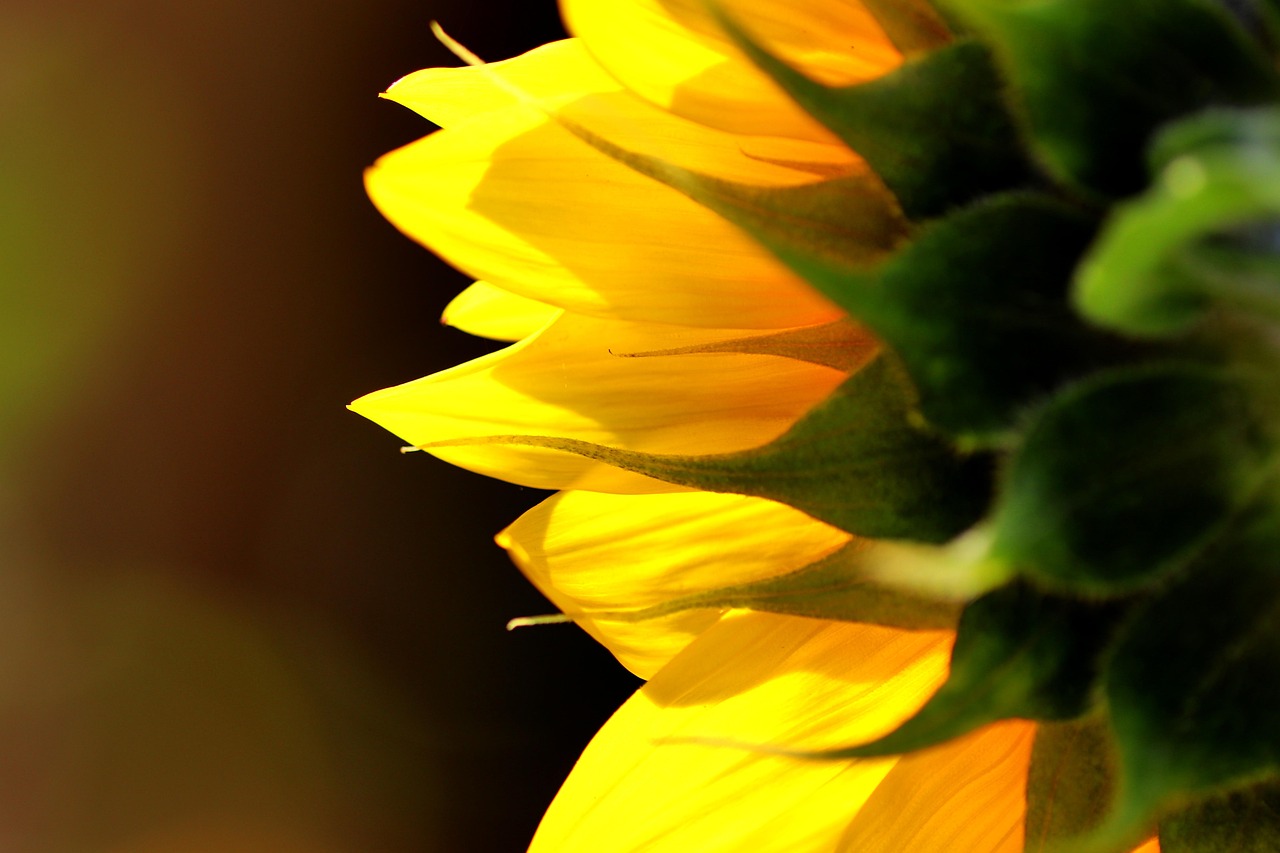 Tournesol Fleurir Bloom Pétales - Photo gratuite sur Pixabay - Pixabay