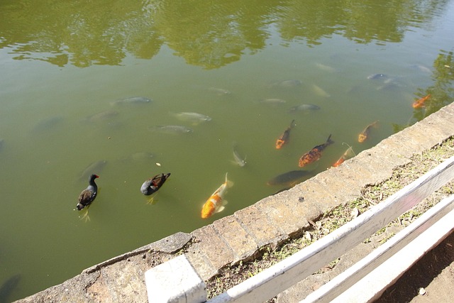 See Fische Wasser - Kostenloses Foto auf Pixabay - Pixabay