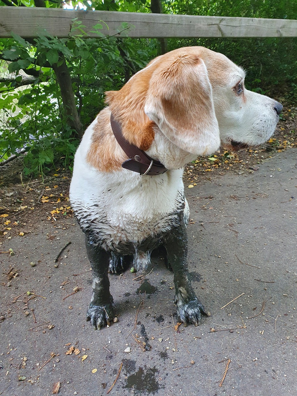 Dirt Dog Beagle - Free photo on Pixabay - Pixabay