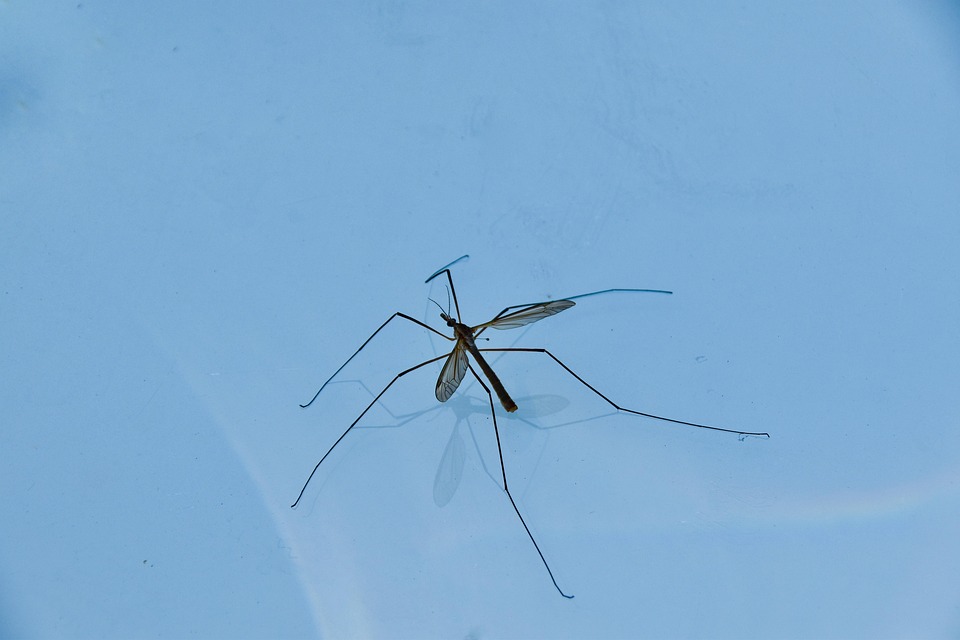 Insect Crane Cousin Tipulidae - Free photo on Pixabay - Pixabay