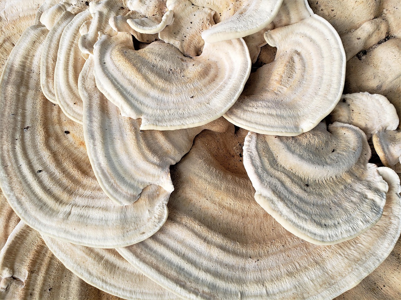 Berkeley S Polypore Mushroom Stump Free Photo On Pixabay Berkeley S Polypore Mushroom Stump Free Photo On Pixabay