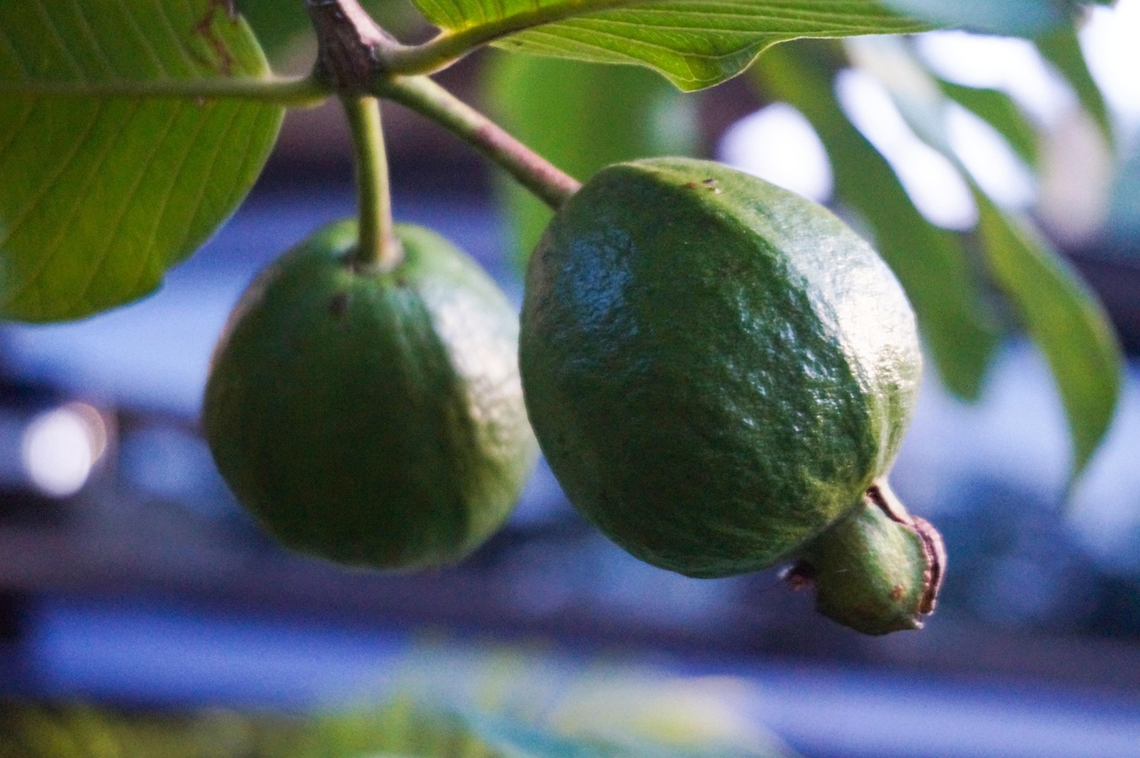 Alam Buah Jambu Biji - Foto gratis di Pixabay - Pixabay