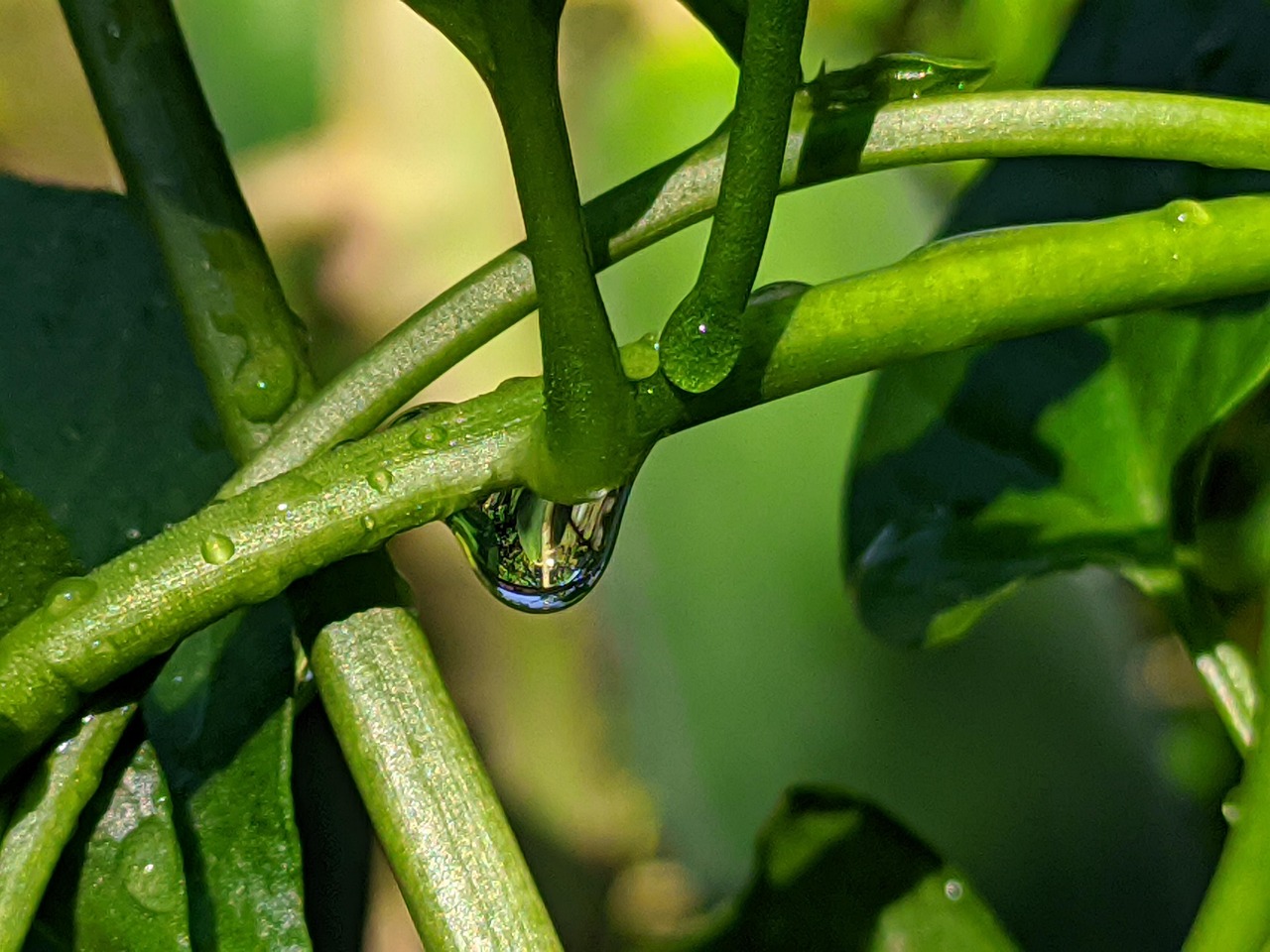 Orvalho Bonito Plantar - Foto gratuita no Pixabay - Pixabay