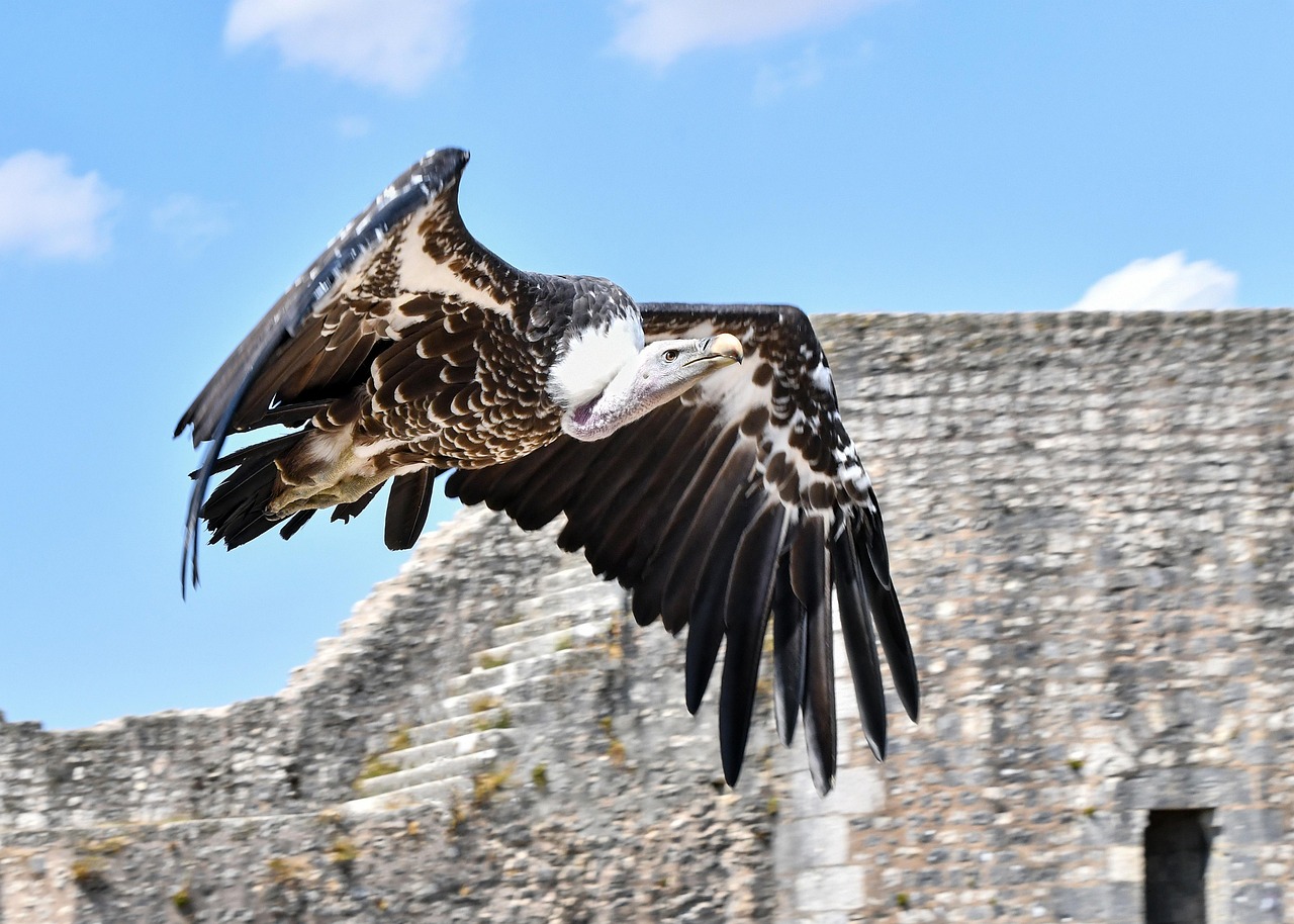 100+ Free Flying Vulture & Vulture Images - Pixabay