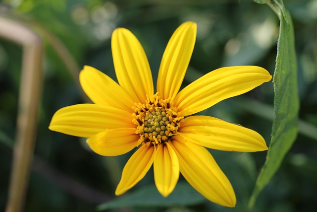 Fleur Jaune Pétales Jaunes Bloom - Photo gratuite sur Pixabay - Pixabay