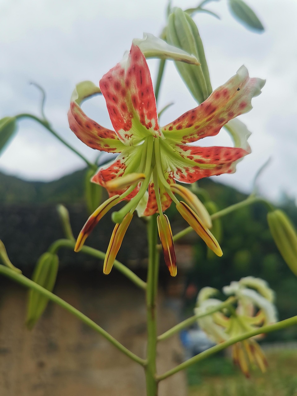 Lirio Medicinal Huawei - Foto gratis en Pixabay - Pixabay