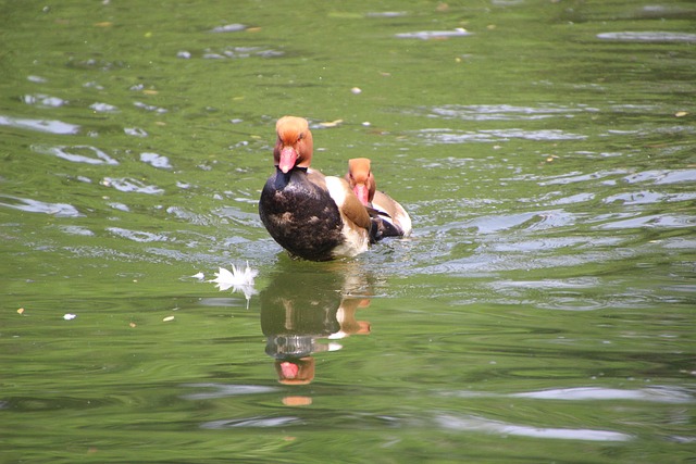 Zarro Comum Patos Pássaros - Foto gratuita no Pixabay - Pixabay
