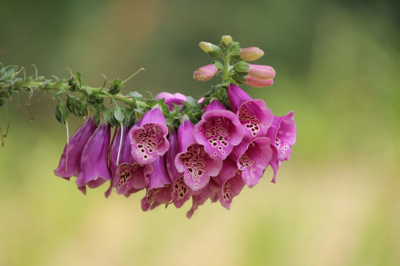 Foxgloves Flowers Plant - Free photo on Pixabay