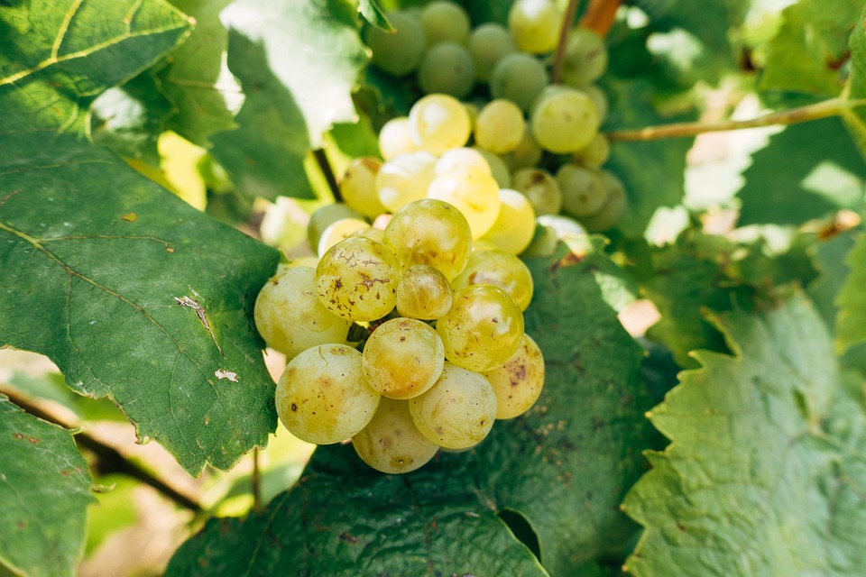 Grapes Grape Vines Fresh - Free photo on Pixabay - Pixabay