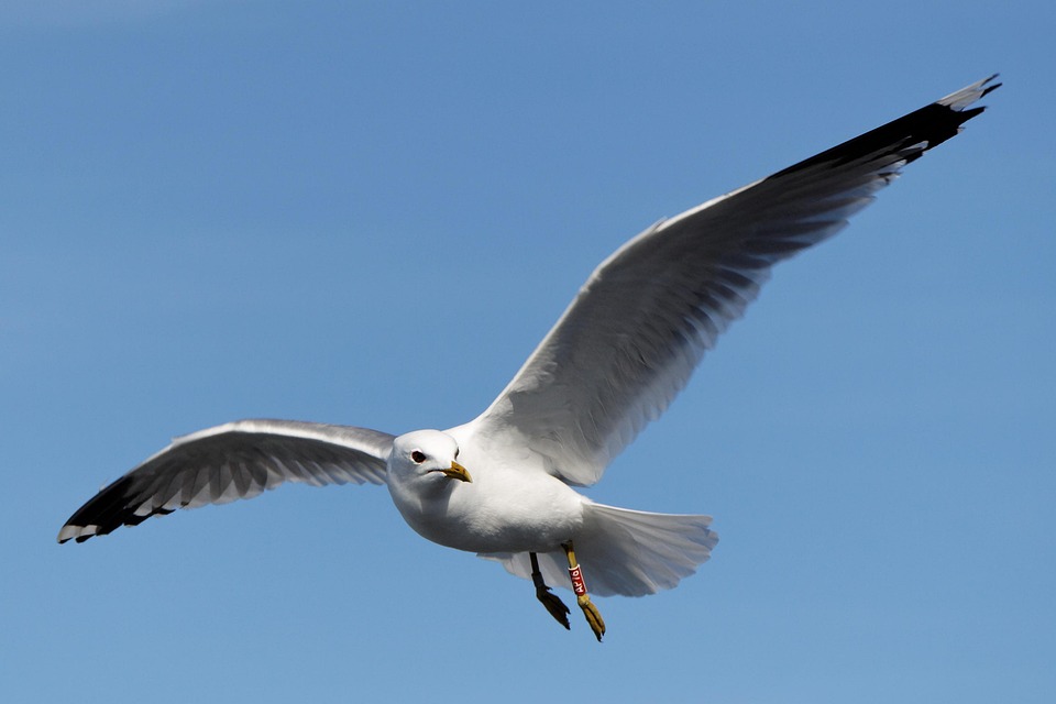 View Topic Seagulls And The Seaside Chicken Smoothie View Topic Seagulls And The Seaside Chicken Smoothie