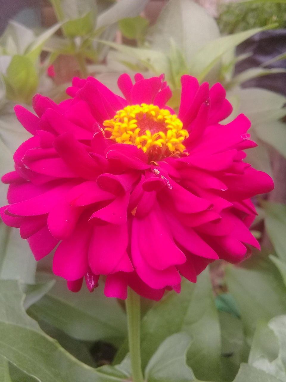Flower Natural Plant - Free photo on Pixabay - Pixabay