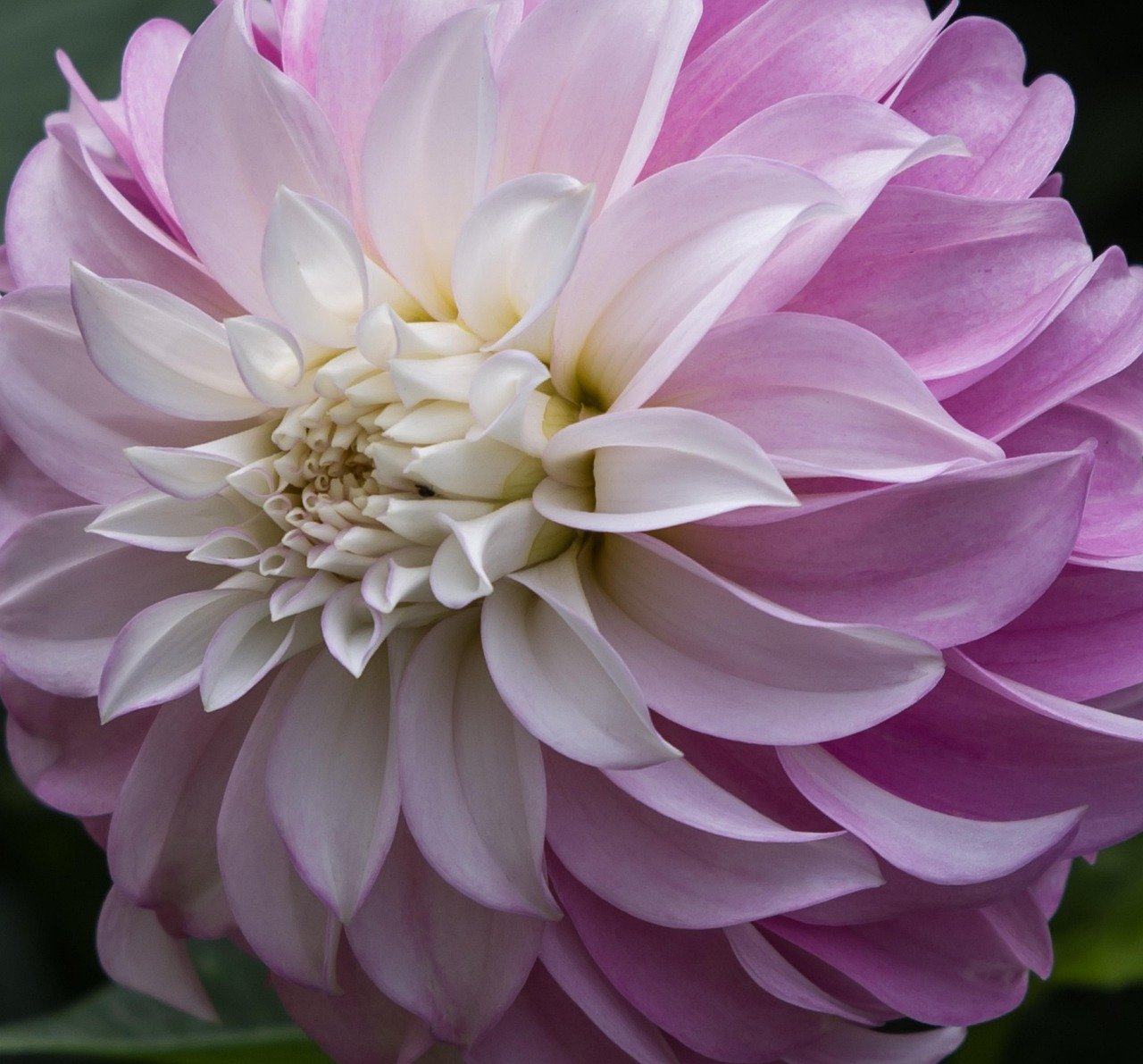 Dahlia Bunga Kelopak Bicolor - Foto gratis di Pixabay - Pixabay