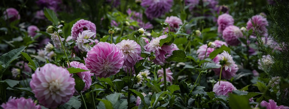 Dahlia Bunga Bidang - Foto gratis di Pixabay - Pixabay