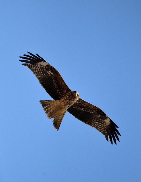 Bird Hunter Feathers - Free photo on Pixabay - Pixabay