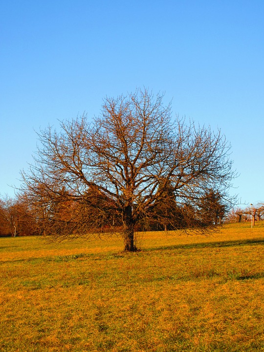 Landschaft Wiese Baum - Kostenloses Foto auf Pixabay - Pixabay