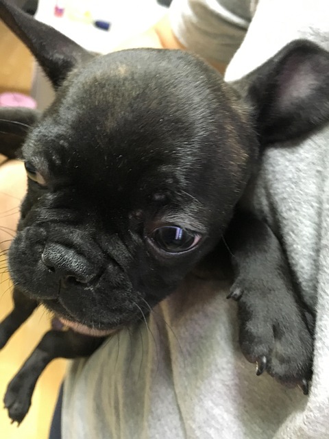 Cachorrinho Cachorro Filhote De - Foto gratuita no Pixabay - Pixabay