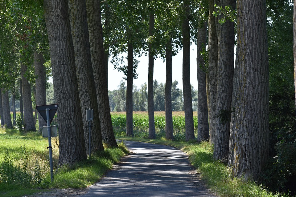 Road Path Trees - Free photo on Pixabay - Pixabay