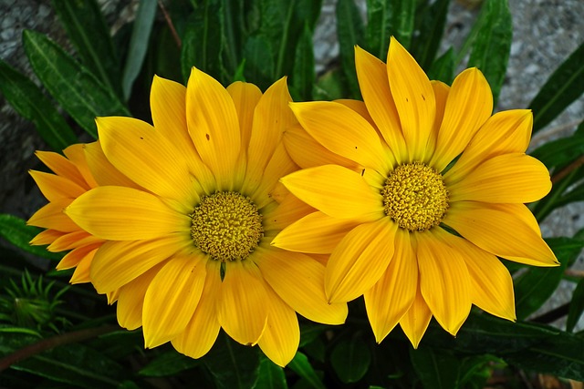 Flores De Color Amarillo - Foto gratis en Pixabay
