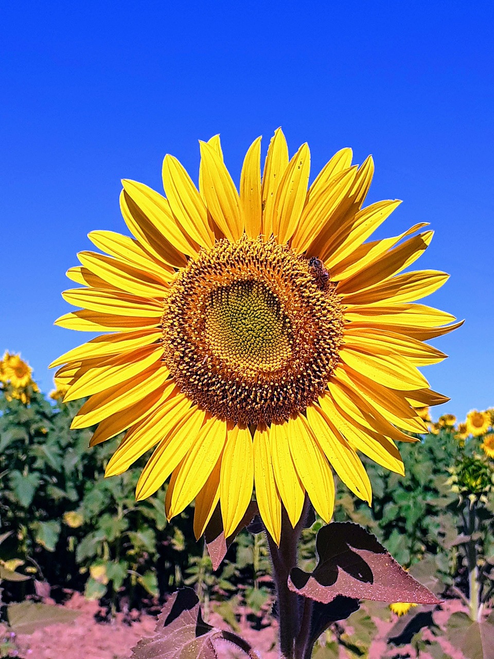 Sunflower Yellow Flower - Free photo on Pixabay - Pixabay