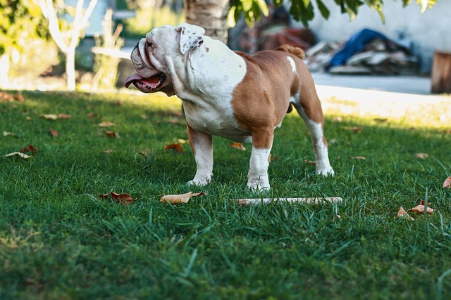 English Bulldog Buldog Anjing - Foto gratis di Pixabay - Pixabay