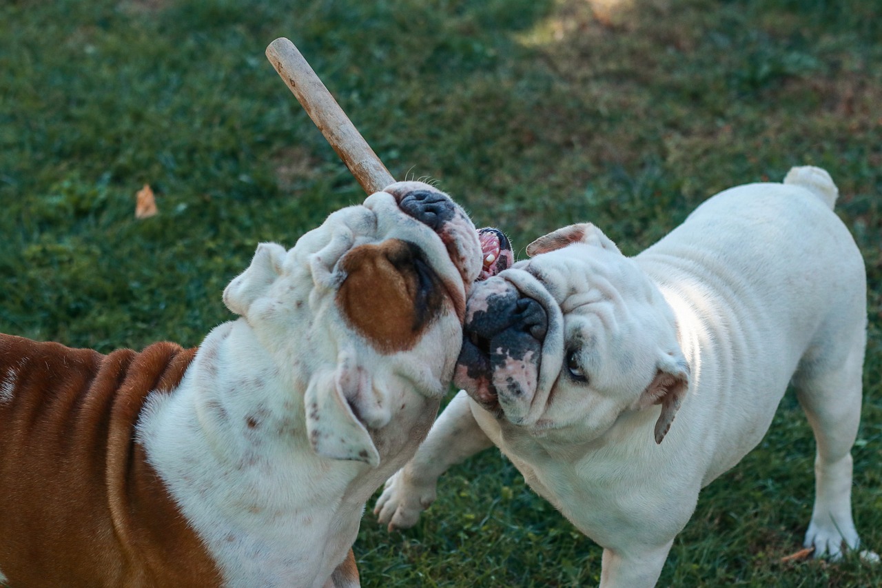 English Bulldog Dog Meadow - Free photo on Pixabay