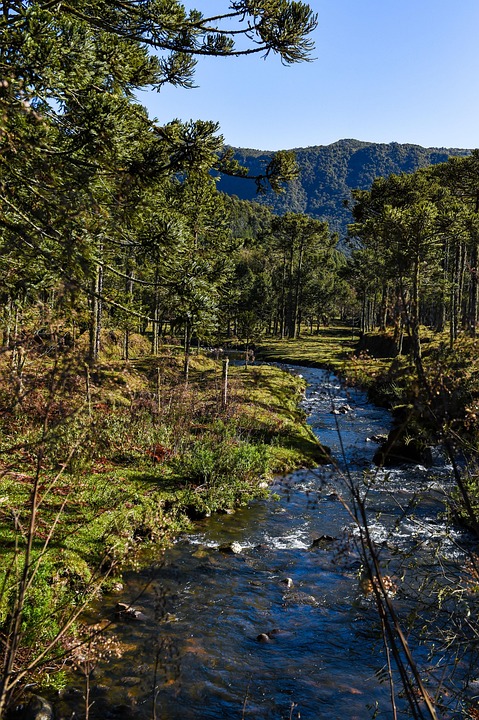 Stream Brook Trees Flowing - Free photo on Pixabay - Pixabay
