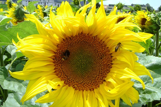 Sunflower Field - Free photo on Pixabay - Pixabay